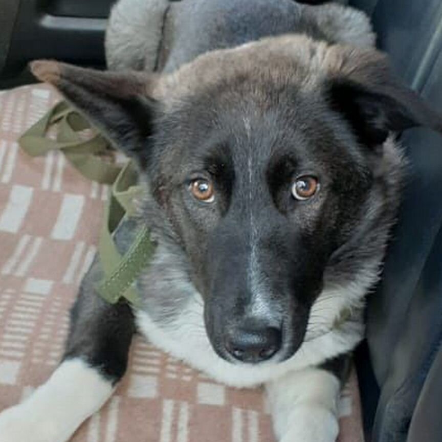 Малышку бросили/ собака на улице/ пёс в беде