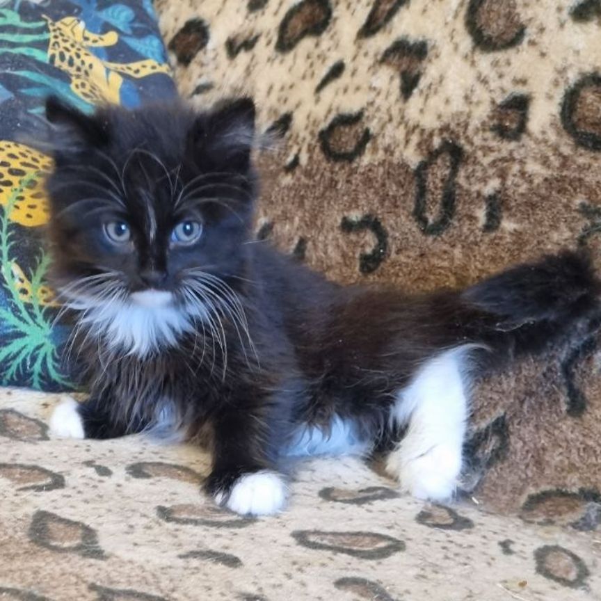 Сибирские котята