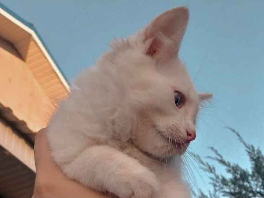 Турецкая ангора