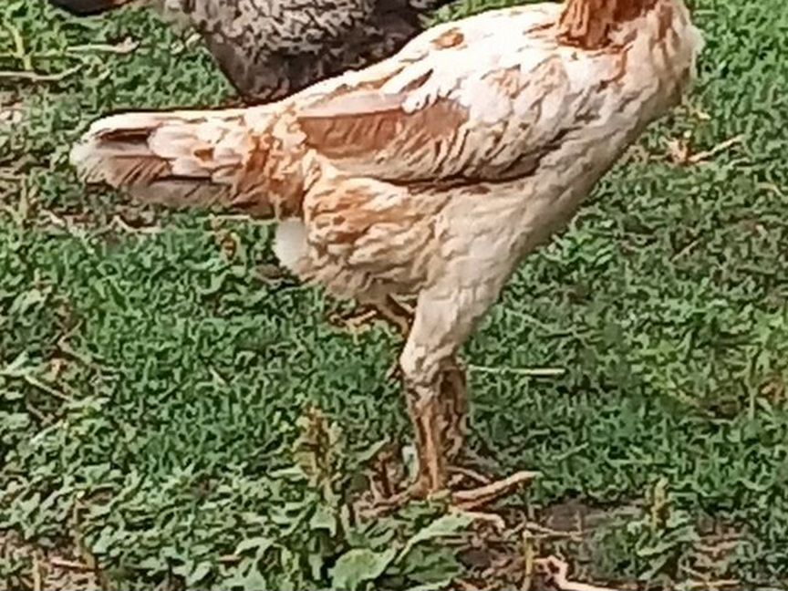 Бойцовые куры