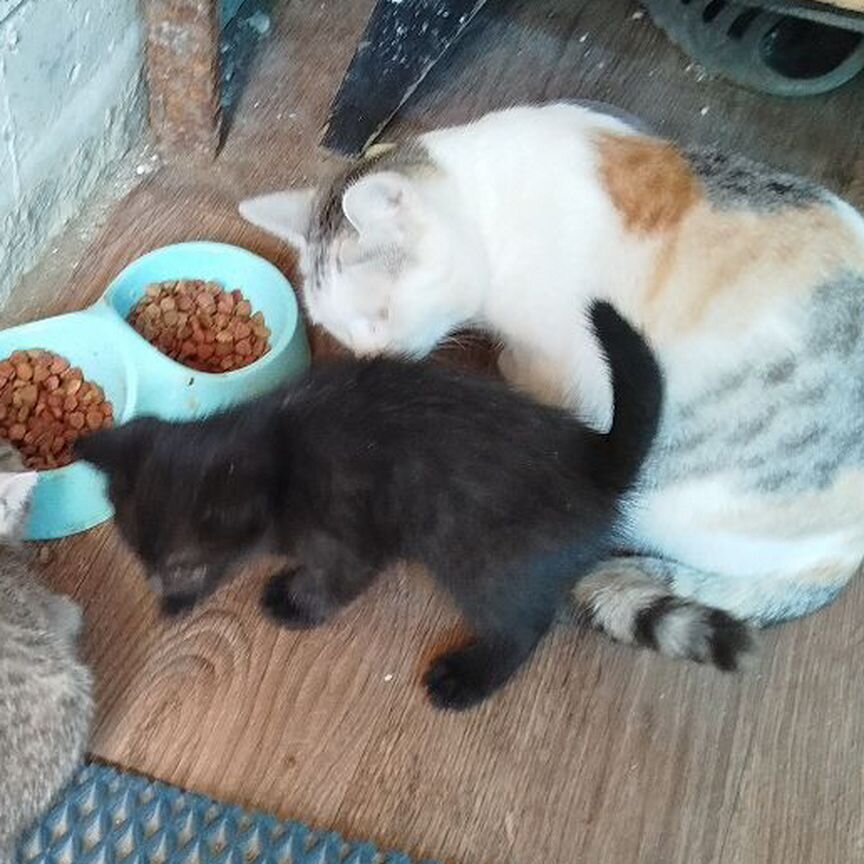 Котёнок в добрые руки