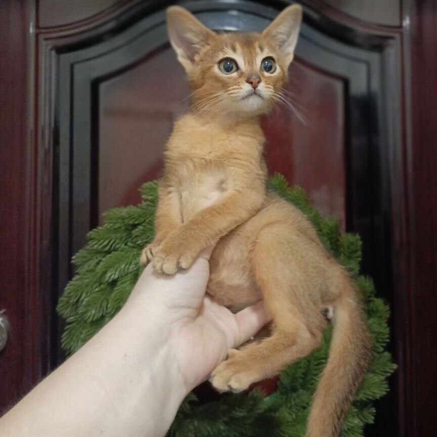 Абиссинский котёнок
