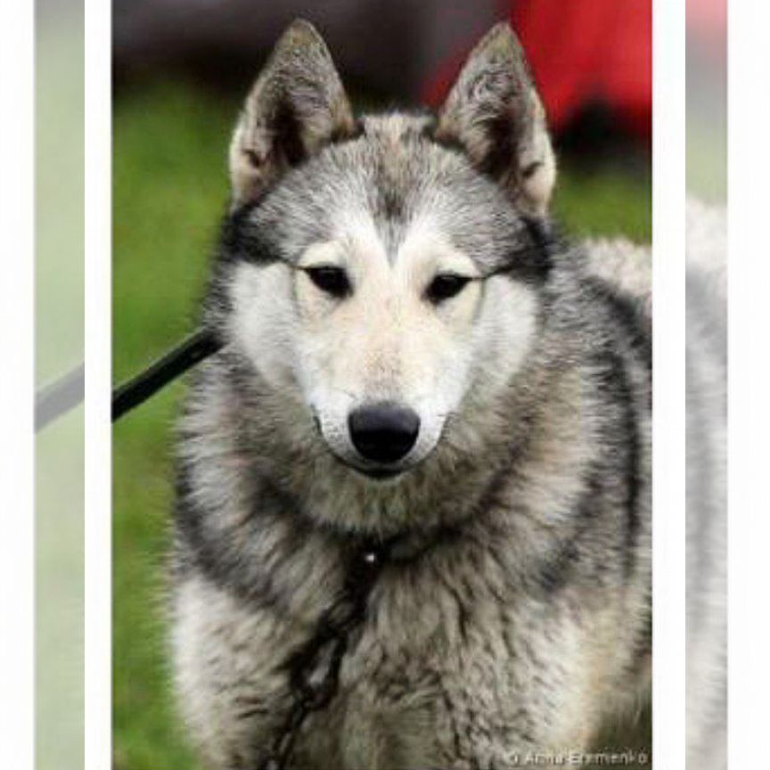 Западносибирская лайка, взрослая собака