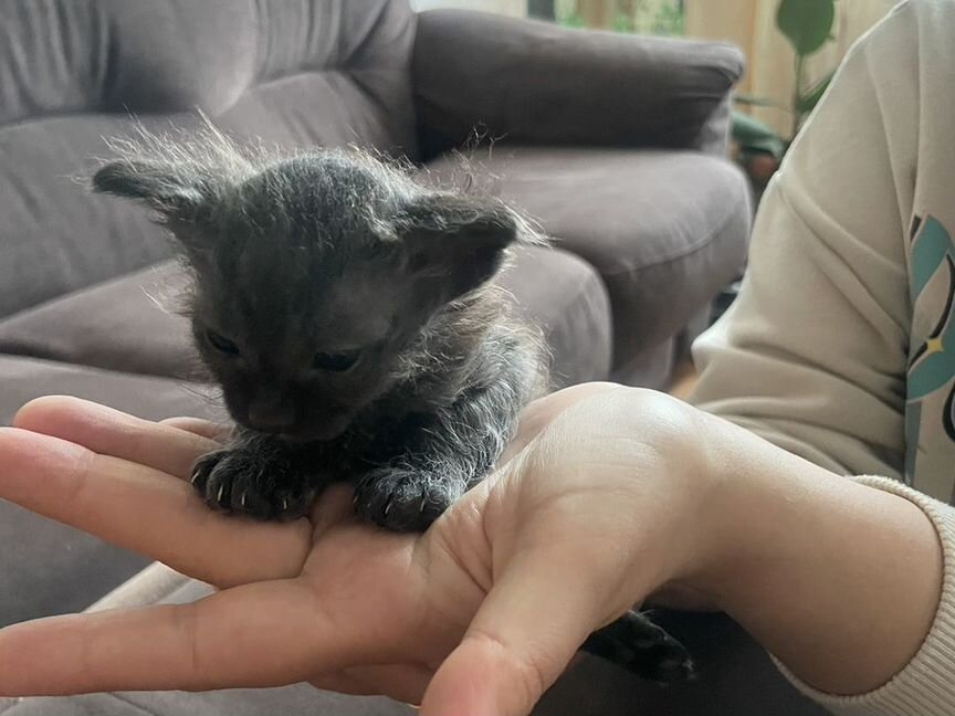 Котенок мальчик