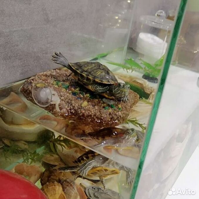 Красноухая черепаха с аквариумом и фильтром