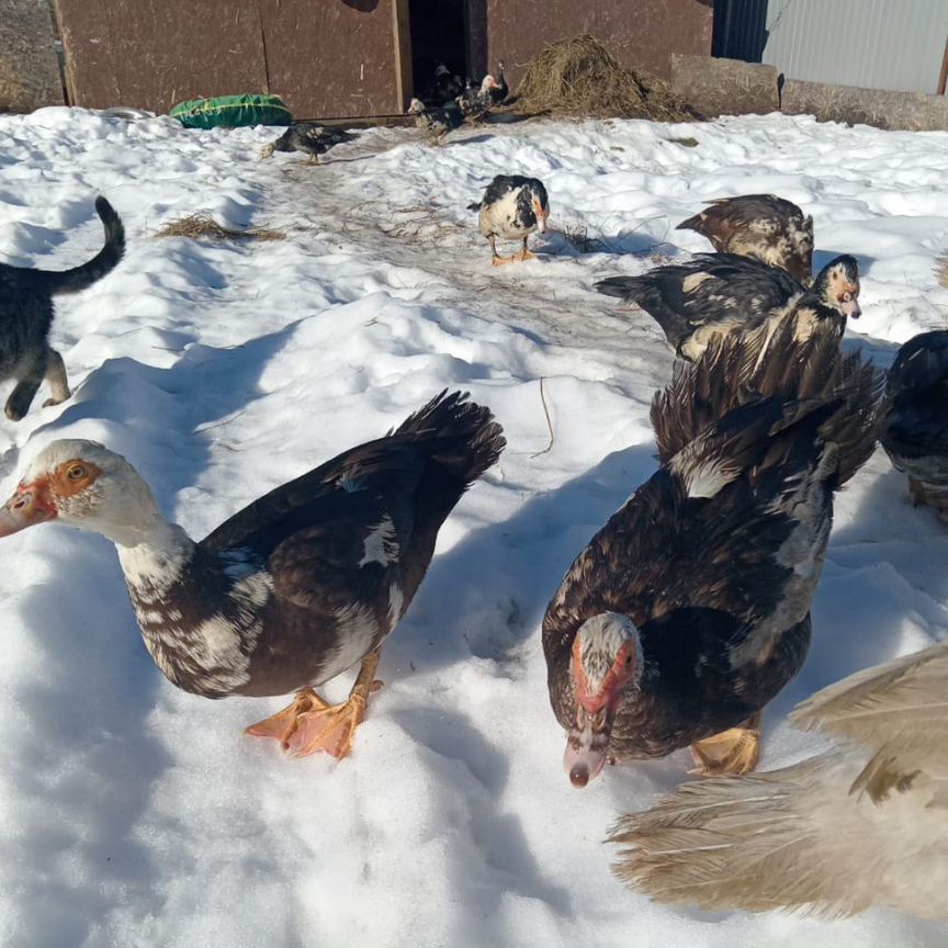 Мускусные утки на племя