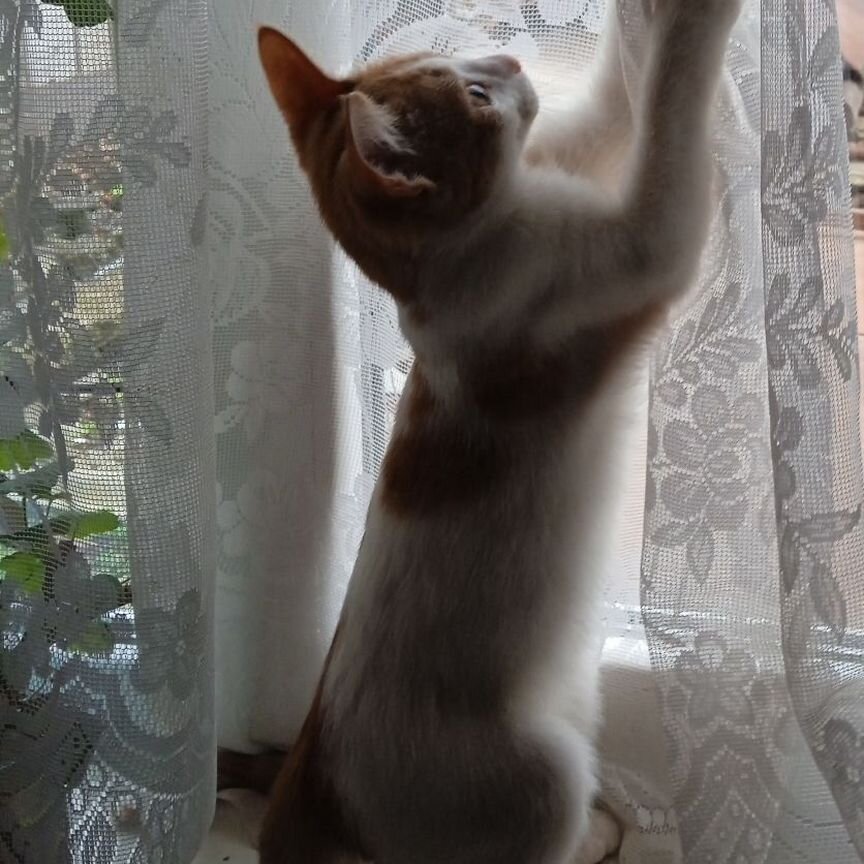 Котенок мальчик