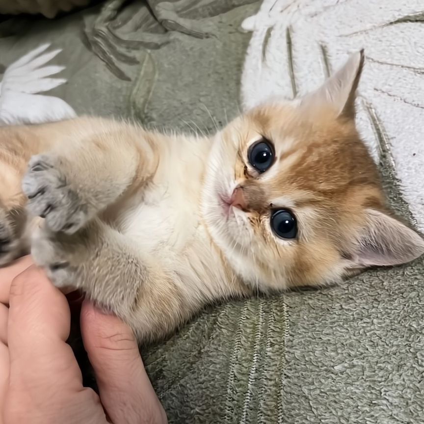 Британский короткошёрстный котёнок