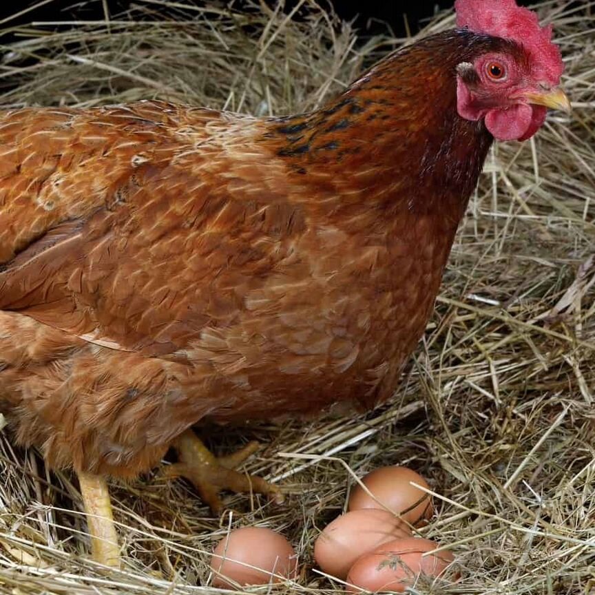 Несушка доставка молодка