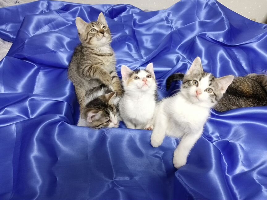 Котята в добрые руки