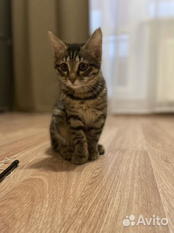 Кошка