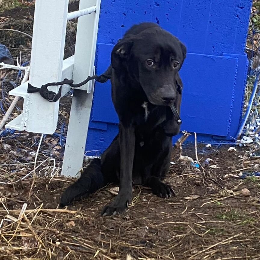 Собака в добрые руки отдам бесплатно