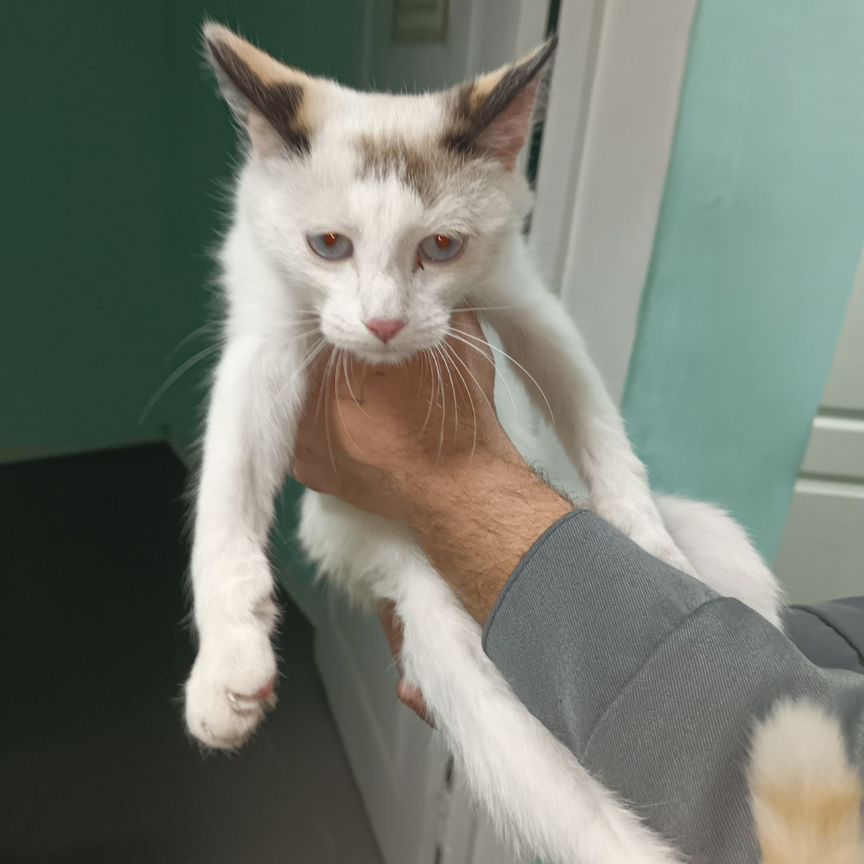 Найдена кошка, 6 мес