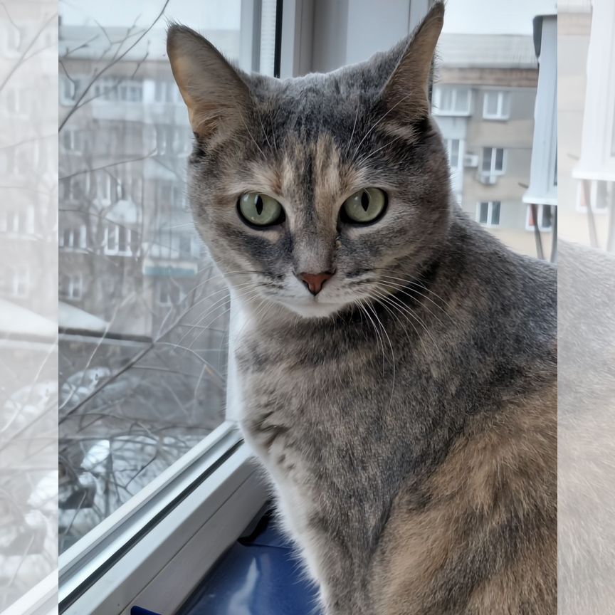 Взрослая, Девочка кошка в добрые руки