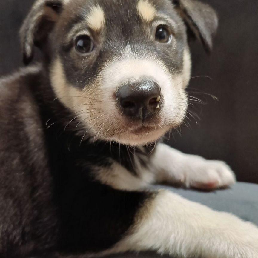 Новогодний подарок щенок