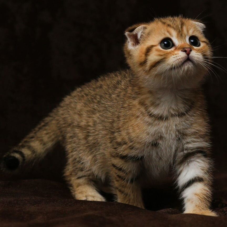 Шотландские котята