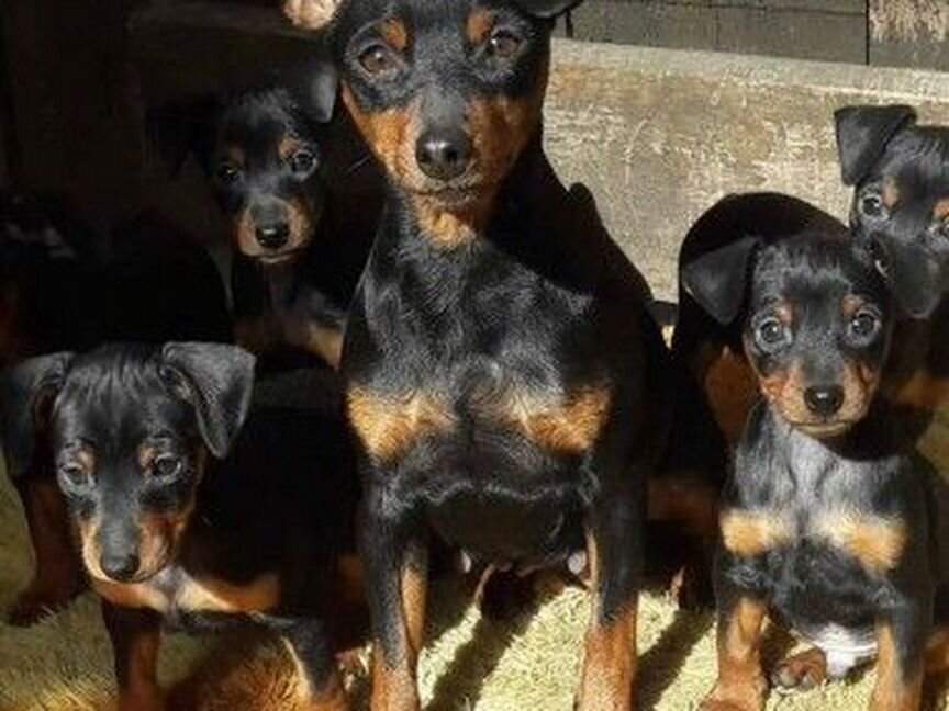 Щенок цвергпинчер