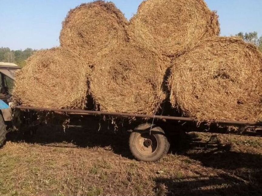 Гороховая солома