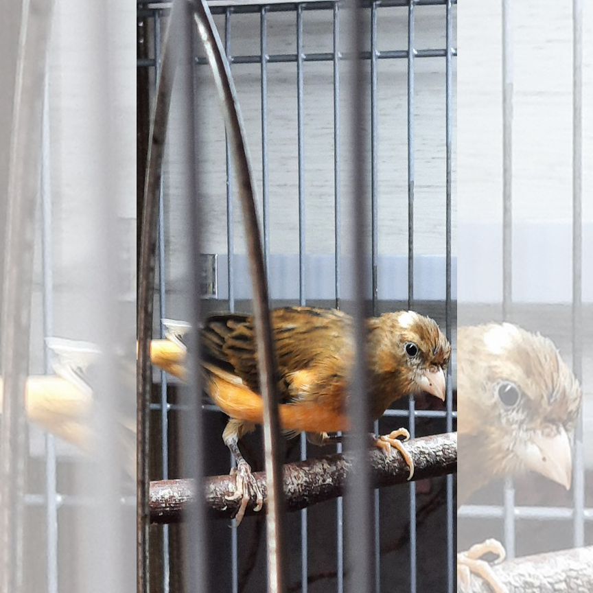 Канарейка самка