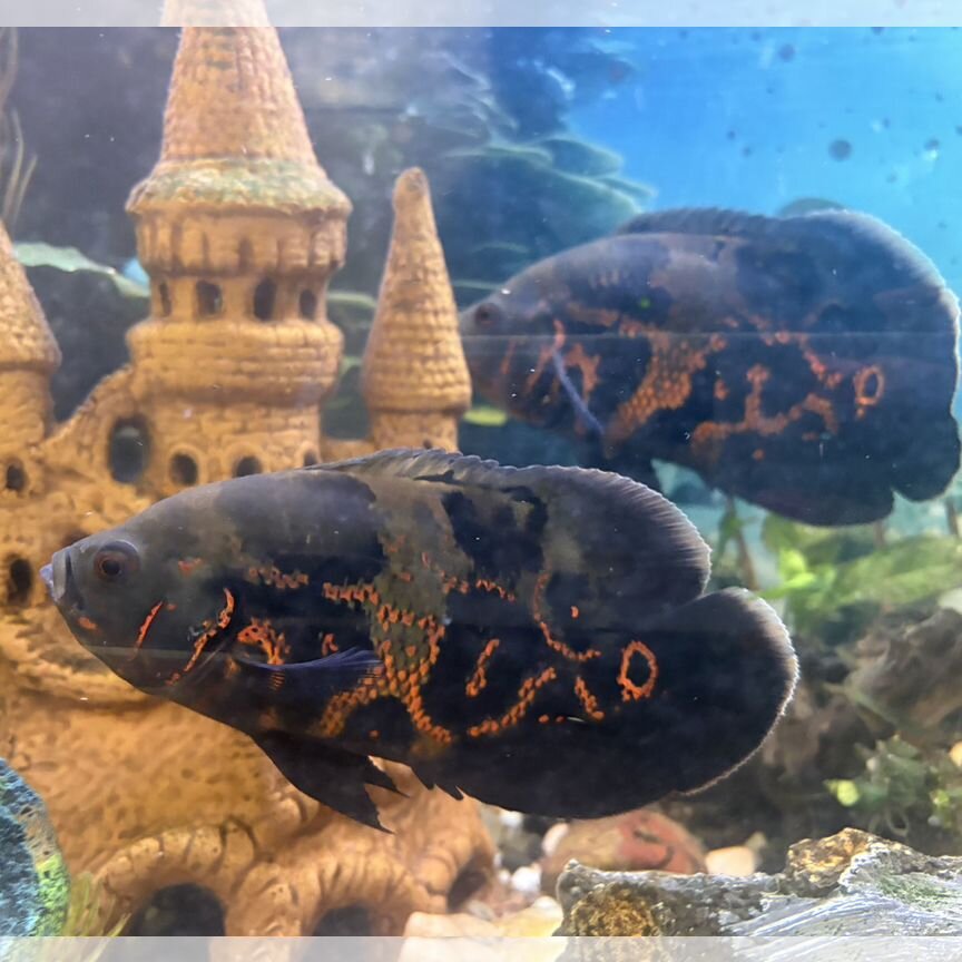 Рыба астронотус тигровый