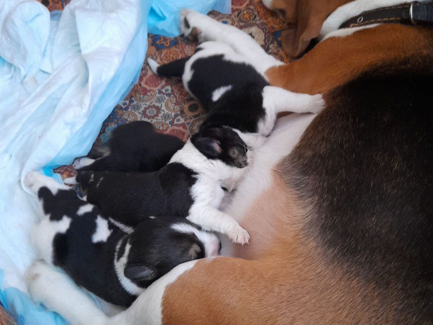 Раздам щенков