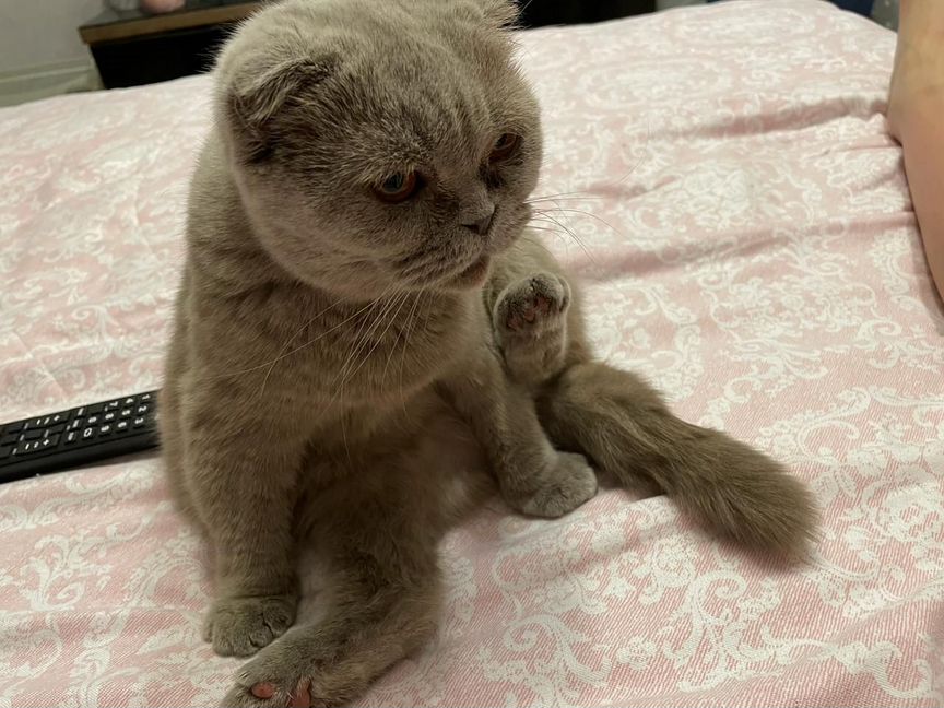 Вислоухая малышка отдам в добрые руки