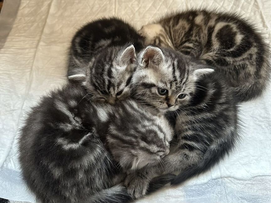 Британские котята мальчики