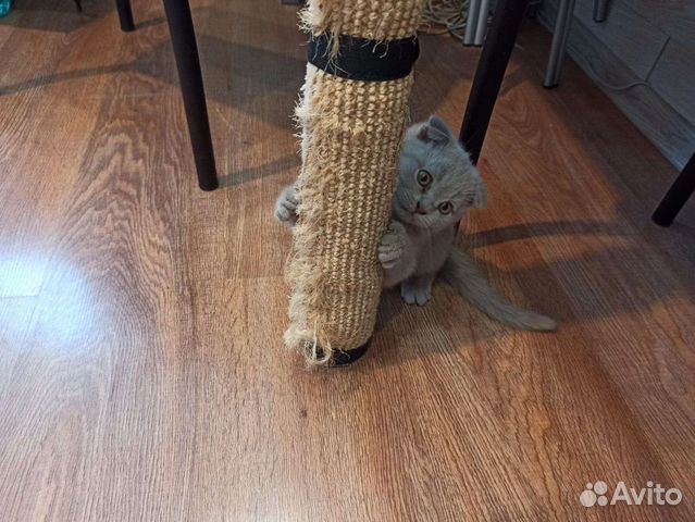 Котёнок британец вислоухий