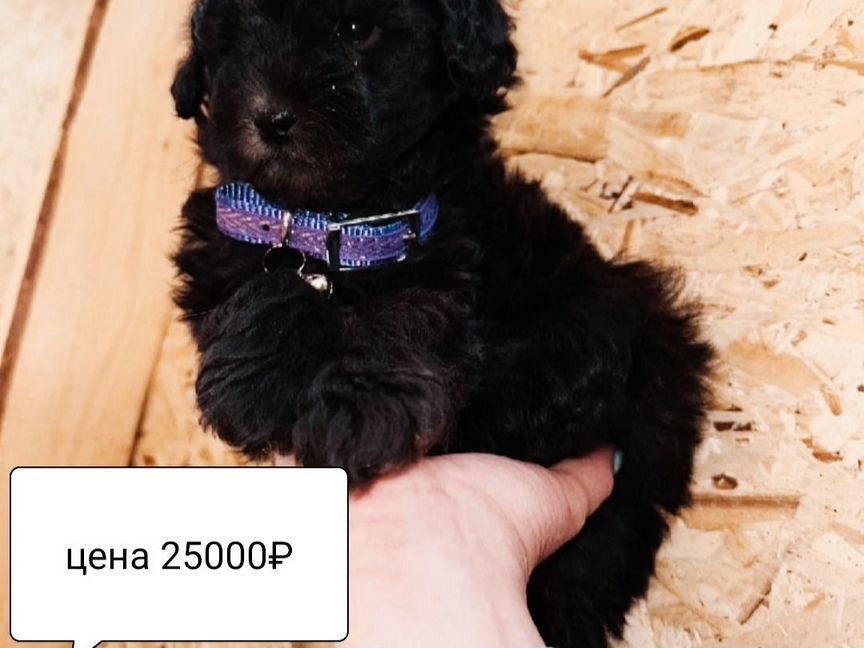 Мальтипу, малыш