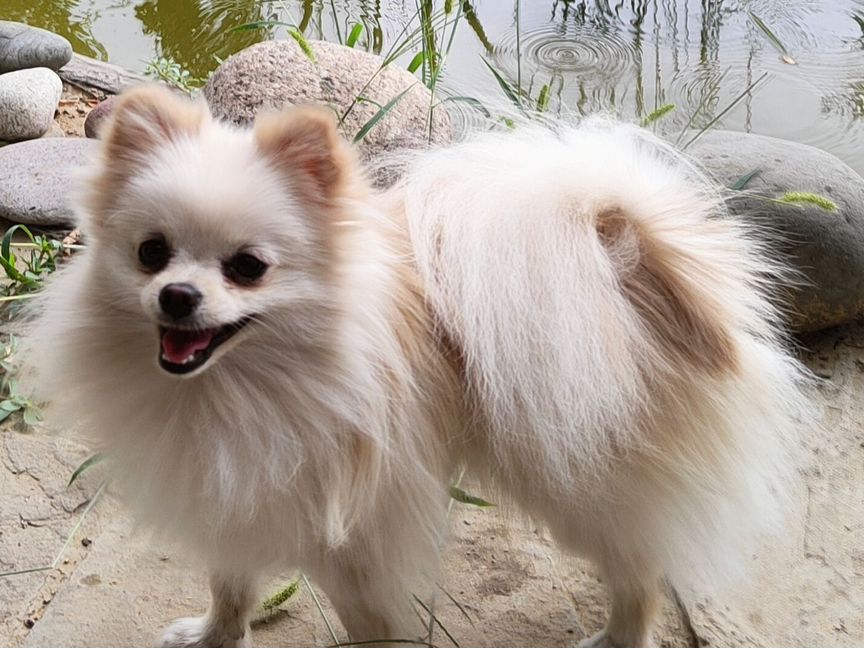 Померанский шпиц вязка кобель