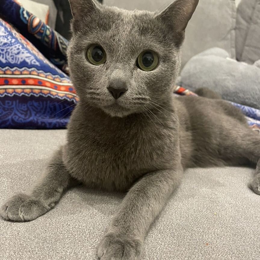 Русская голубая кот