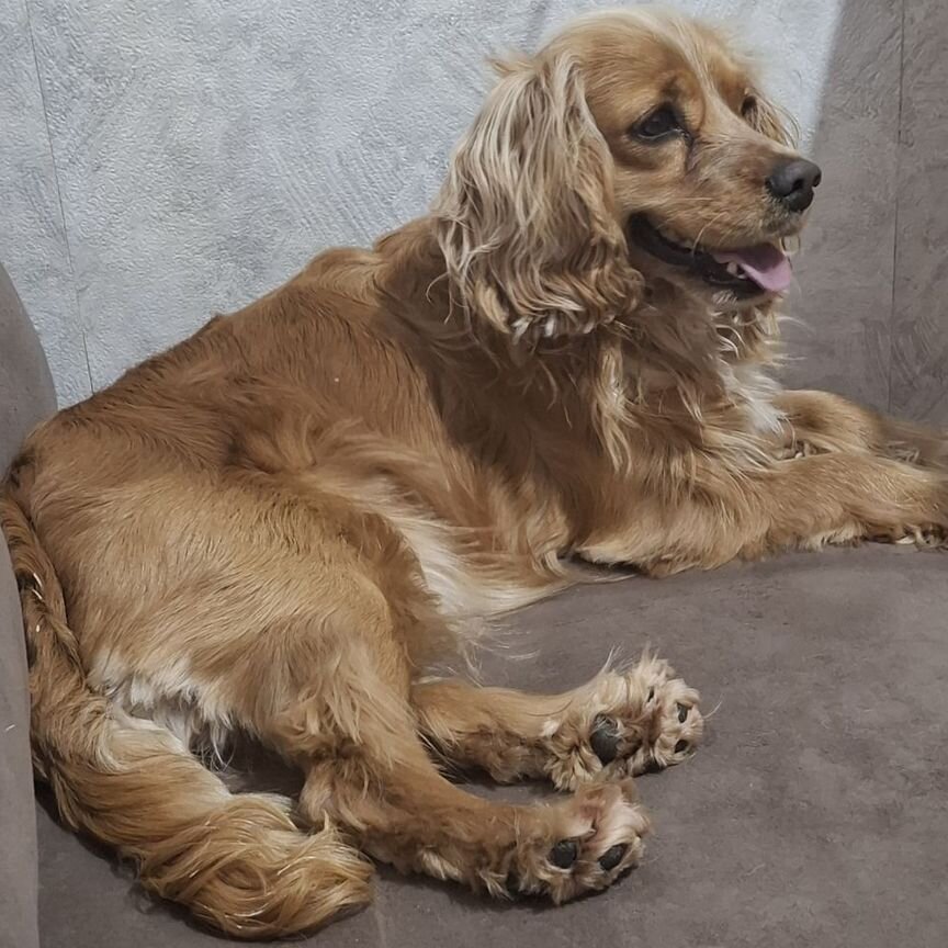 Кавалер кинг-чарльз-спаниель, взрослый пёс