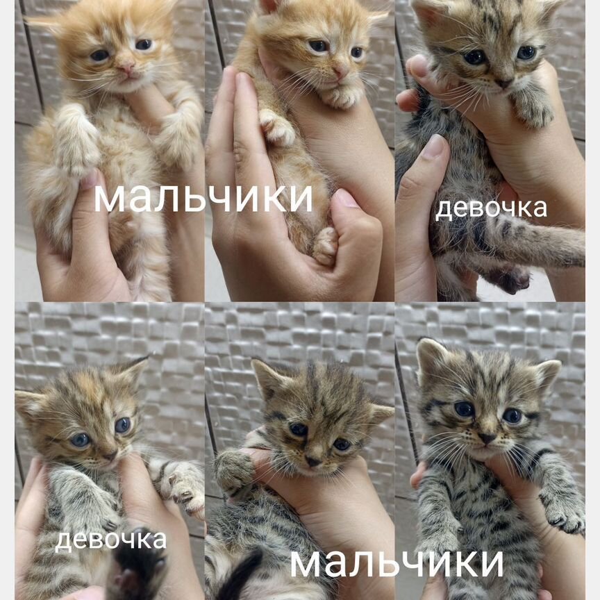 Шотландские котята