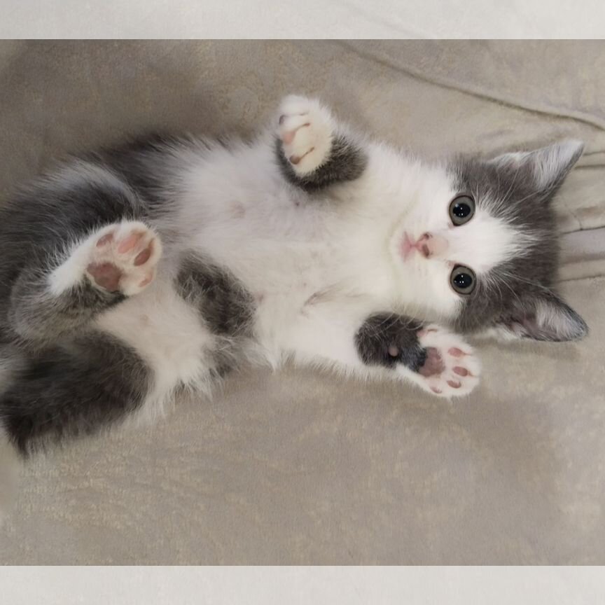 Сибирская кошка