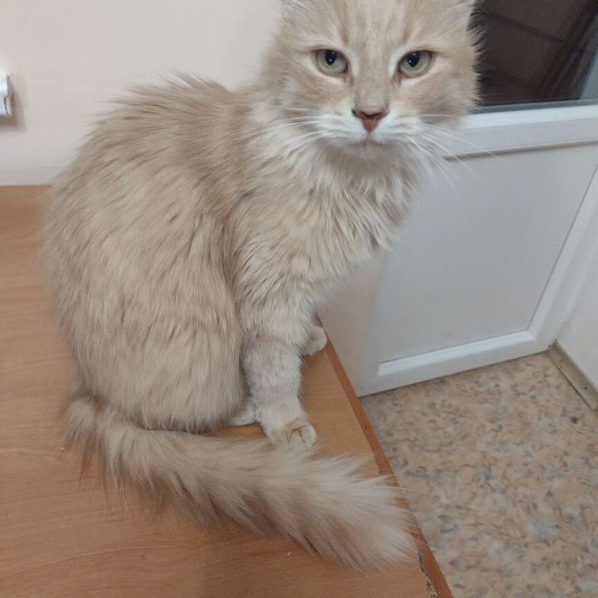 Мелисса ищет дом