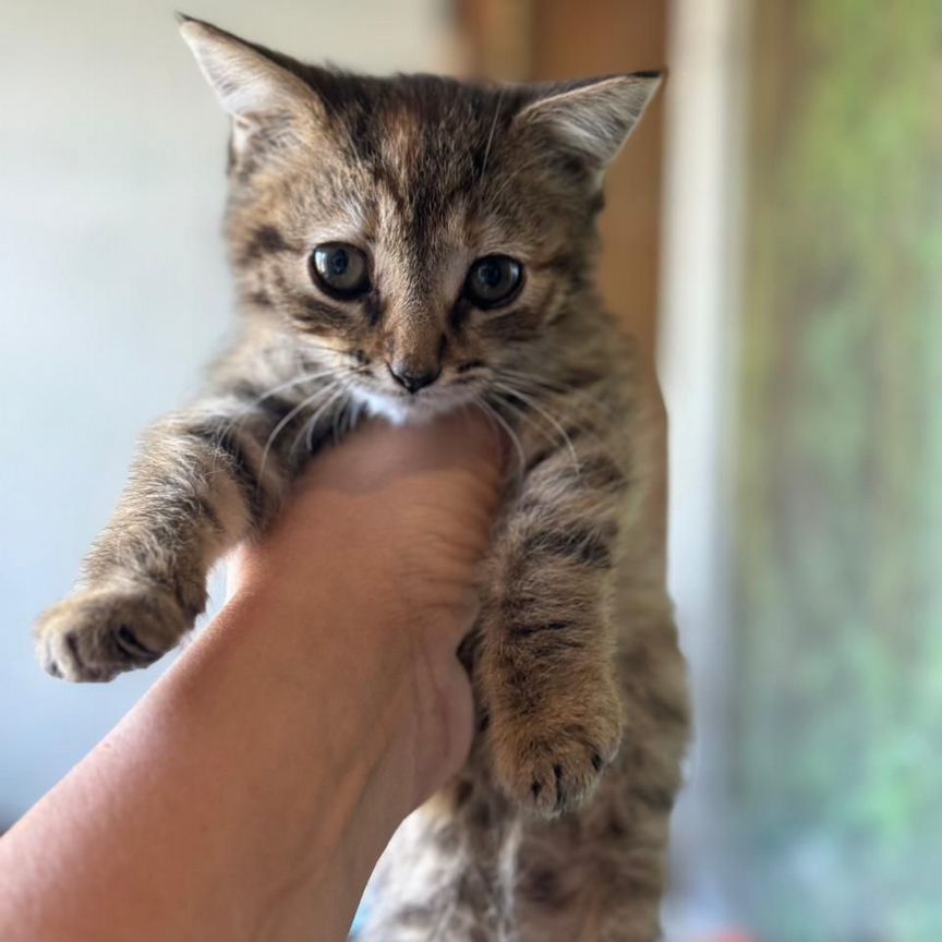 Котёнок Кнопочка