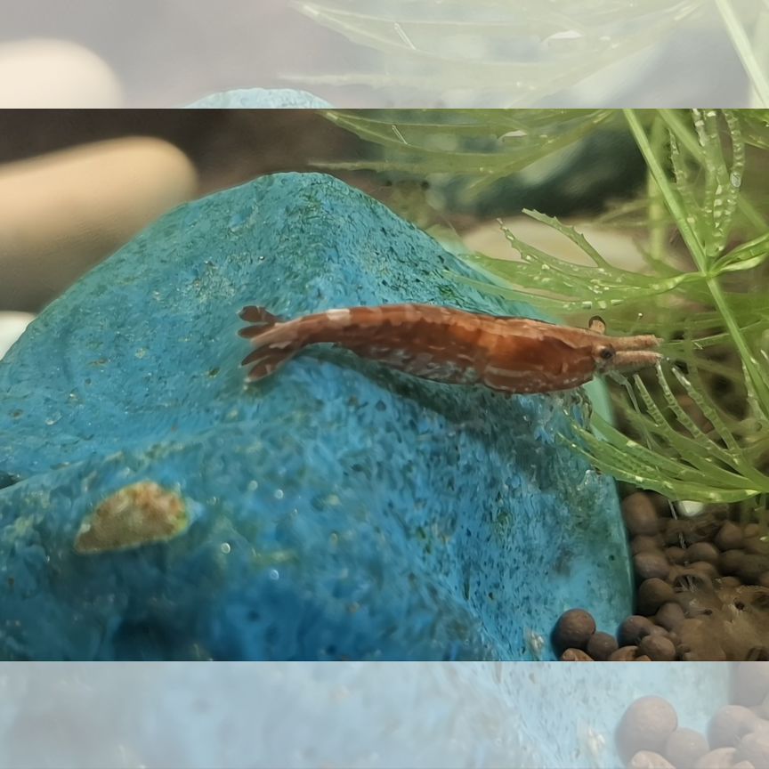 Аквариумные креветки амано