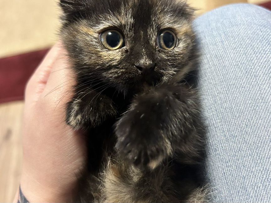 Котенок шотландской вислоухой