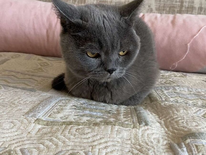 Британская кошка бесплатно