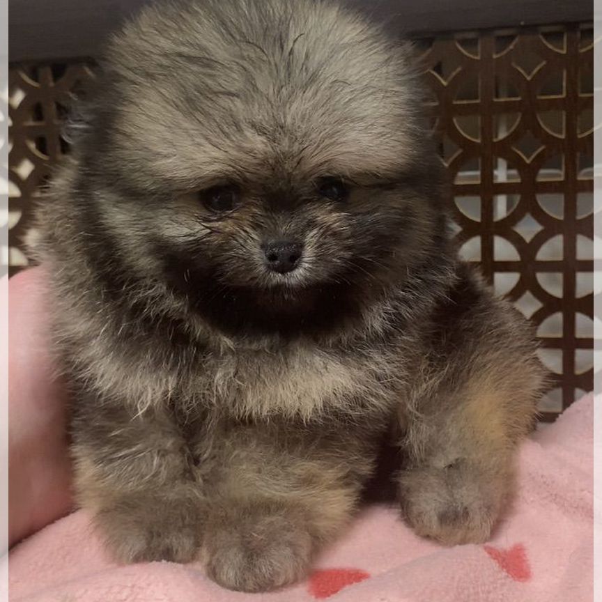 Померанский шпиц, щенок