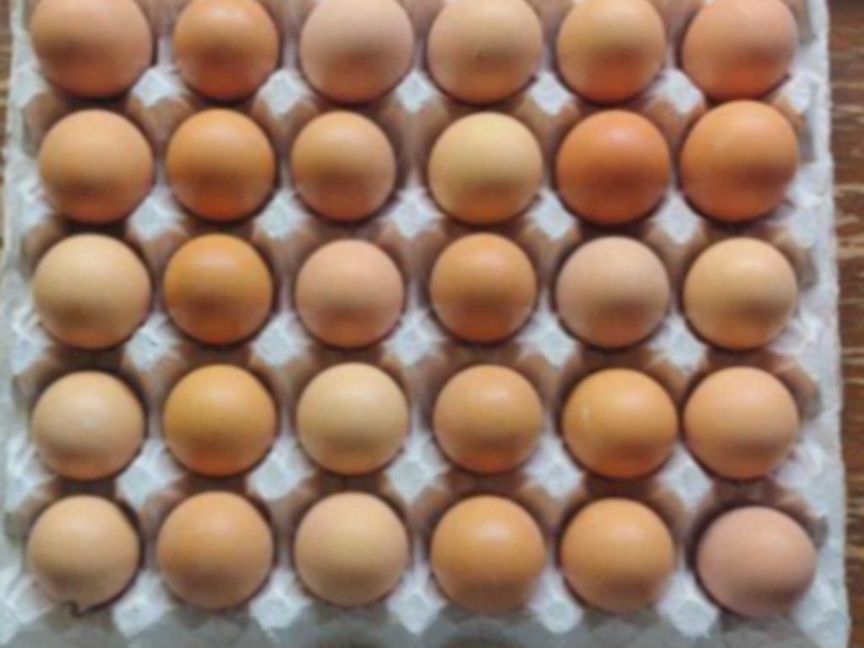 Инкубационные яйца редких пород