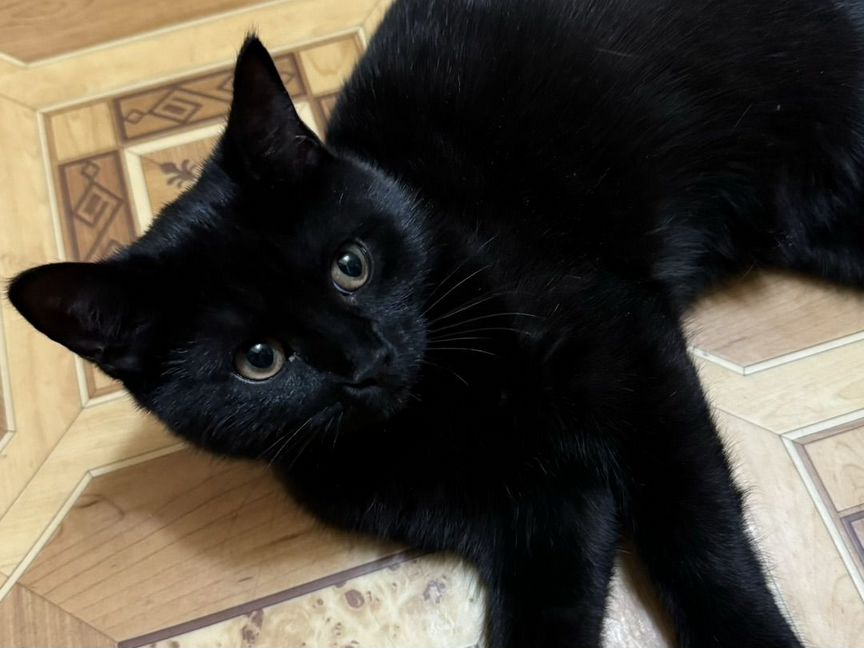 Котенок черный