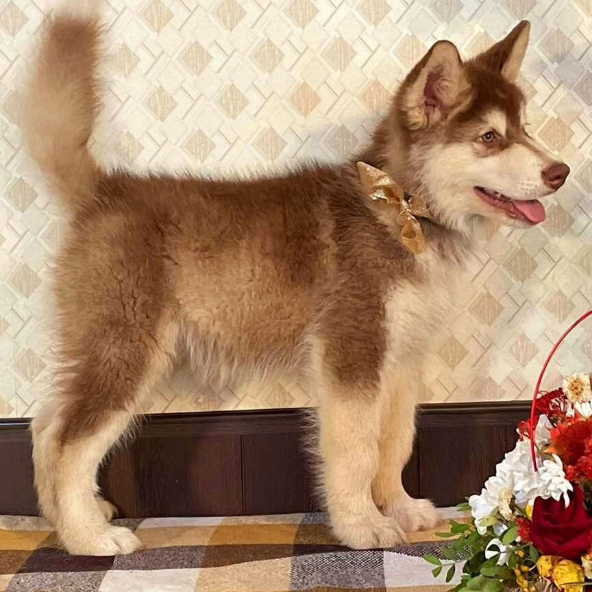 Малыши аляскинского маламута