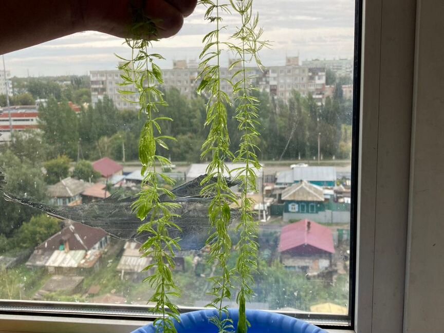 Аквариумные растения