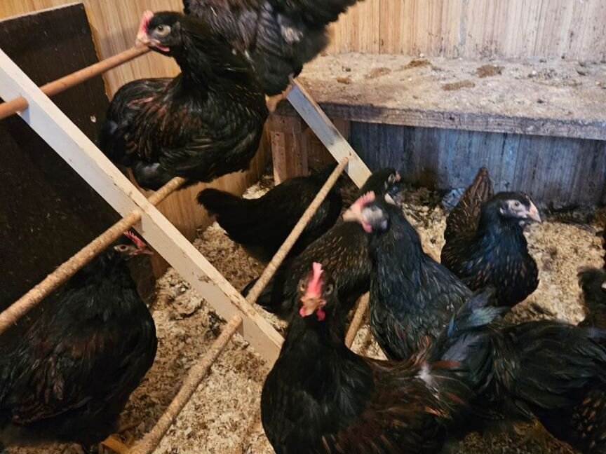 Петух барневельдер