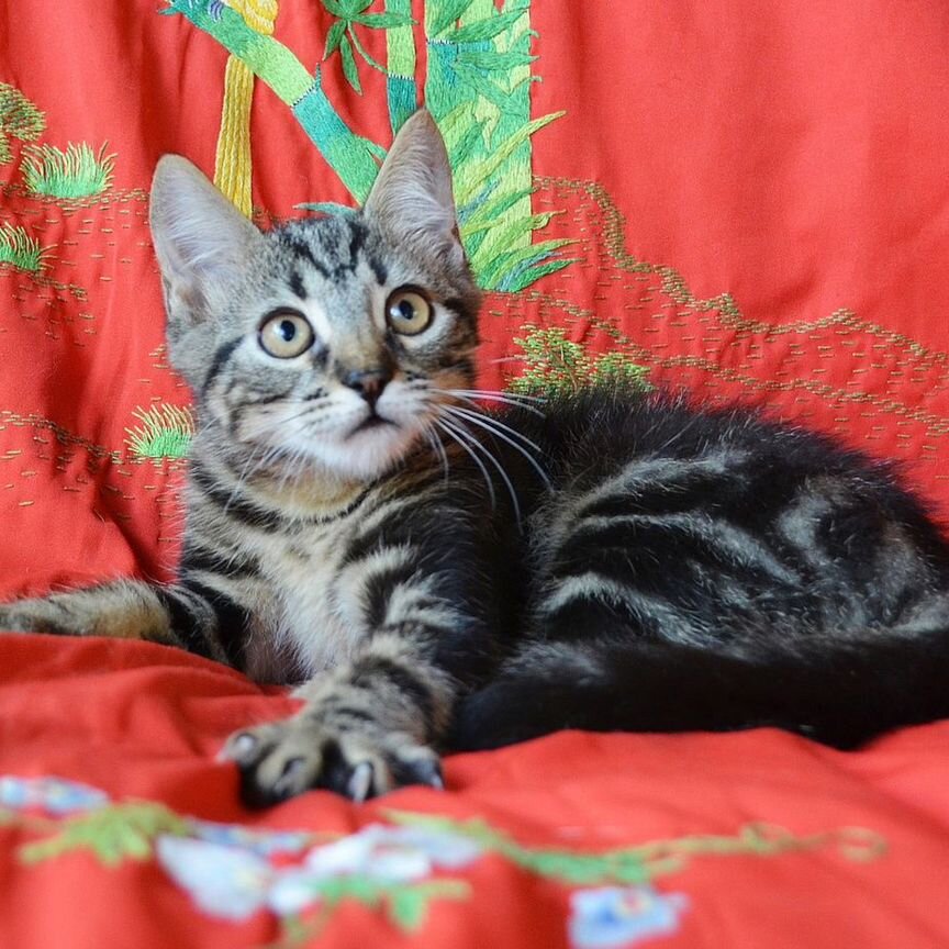 Замурчательный котенок