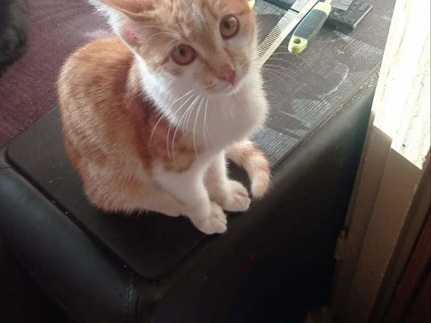 Котику необходим дом