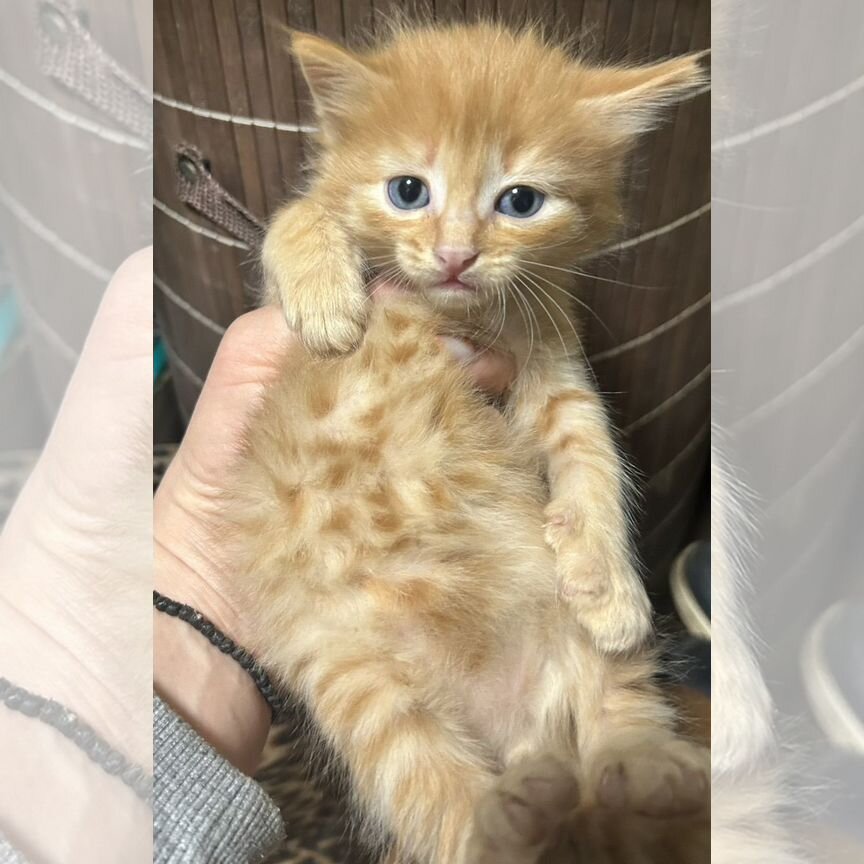 Котёнок в добрые руки
