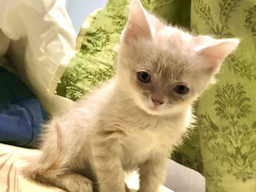 Рыжий котенок