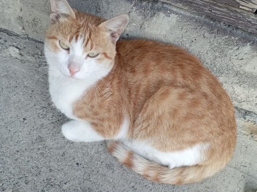 Котик 1 год кастрирован